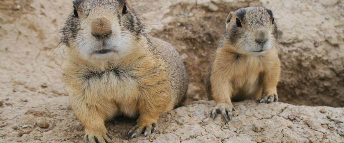 Tackling the Plague in Prairie Dogs | Morris Animal Foundation