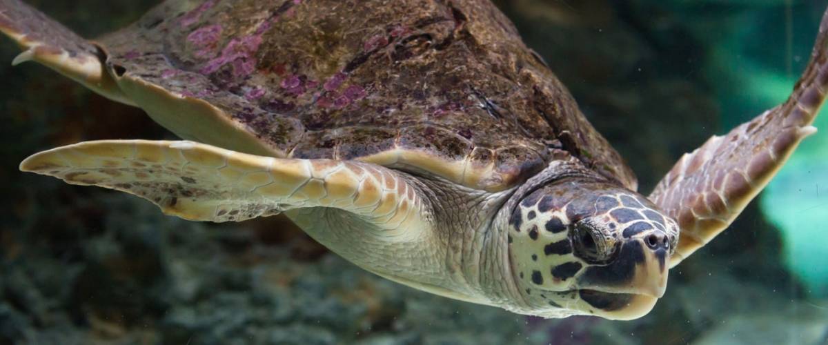 Treatment Used for Drug Overdoses in People Could Help Sea Turtles ...