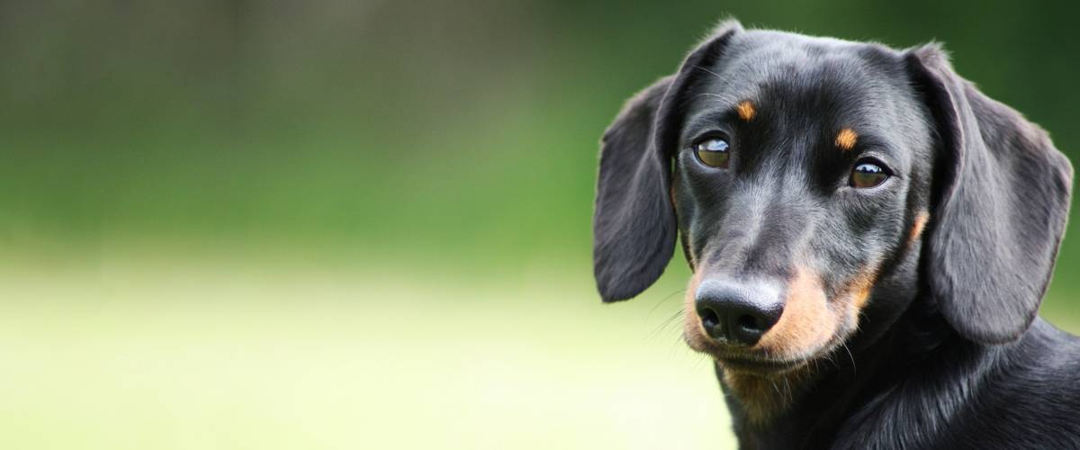Understanding Cushing's Disease in Dogs | Morris Animal Foundation