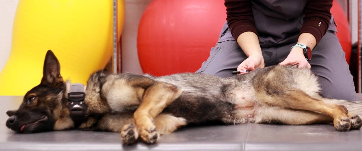Back Pain in Dogs: Researchers Test Shockwave Therapy | Morris Animal ...