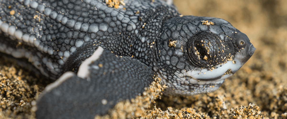 Sea Turtle Health and Recovery | Morris Animal Foundation