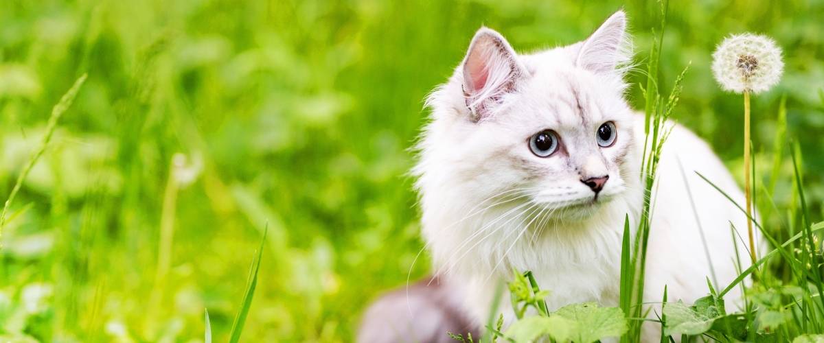 75 Years of Cat Health Research