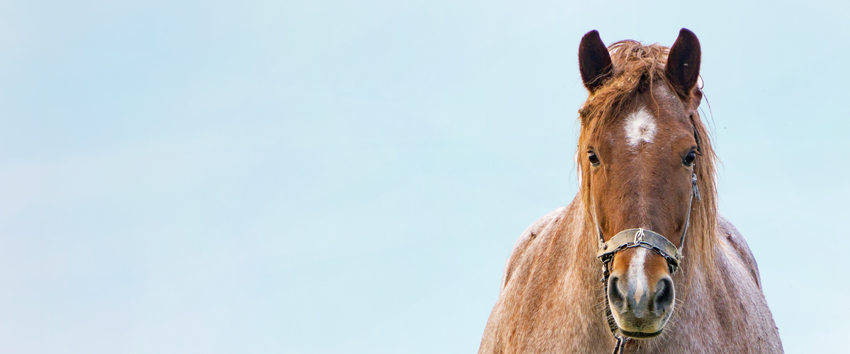 Understanding Equine Pituitary Pars Intermedia Dysfunction | Morris ...