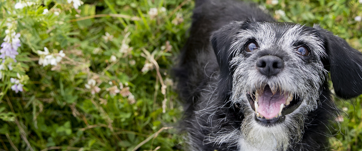 Understanding how to slow cognitive declines in dogs.