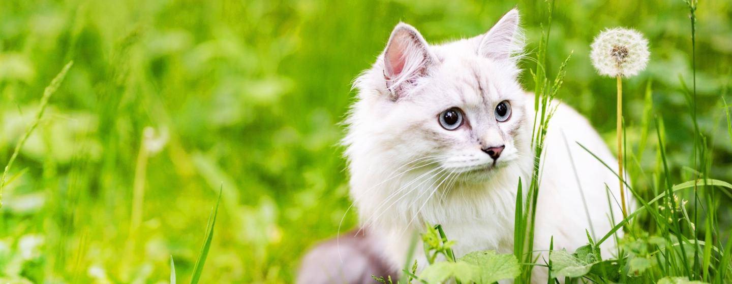 Morris Animal Foundation