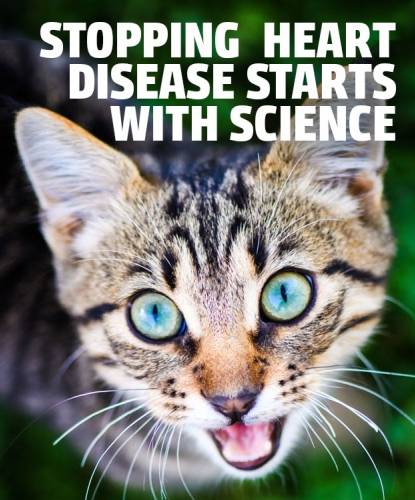Heart Disease in Cats